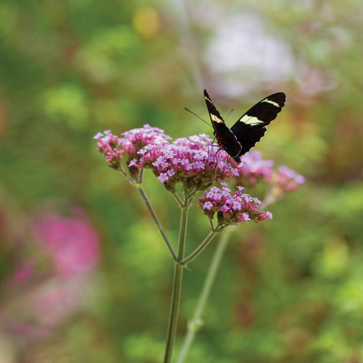 Once a Landfill, South Coast Botanic Garden Has Grown into One of the ...